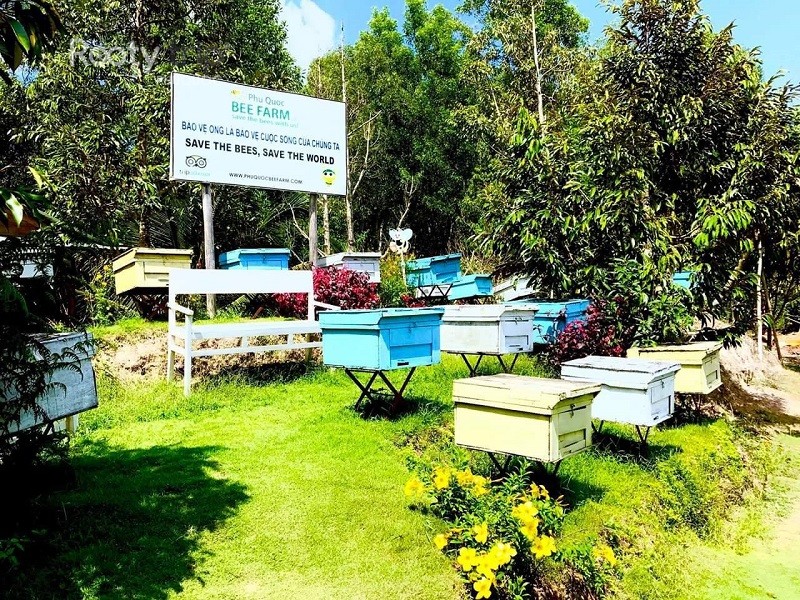 Discover Phu Quoc Bee Farm – Eco Tour & Pure Forest Honey