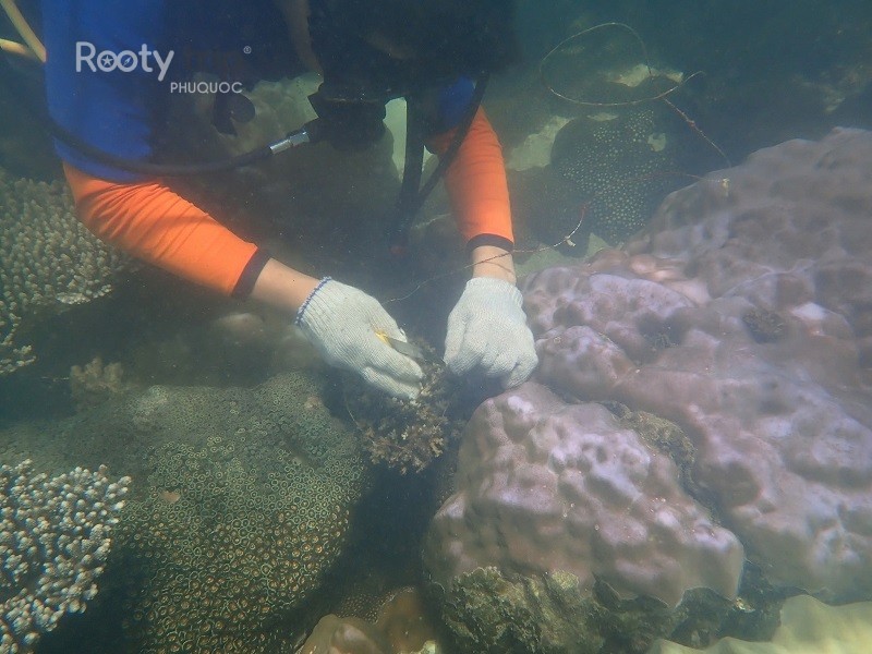 Coral Reef Cleanup in Phu Quoc | Rooty Trip Ocean Initiative